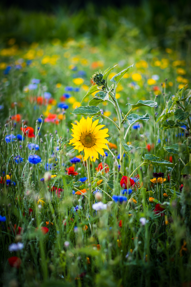 Farm in Buckinghamshire | Fun Family Activities | Patch MK