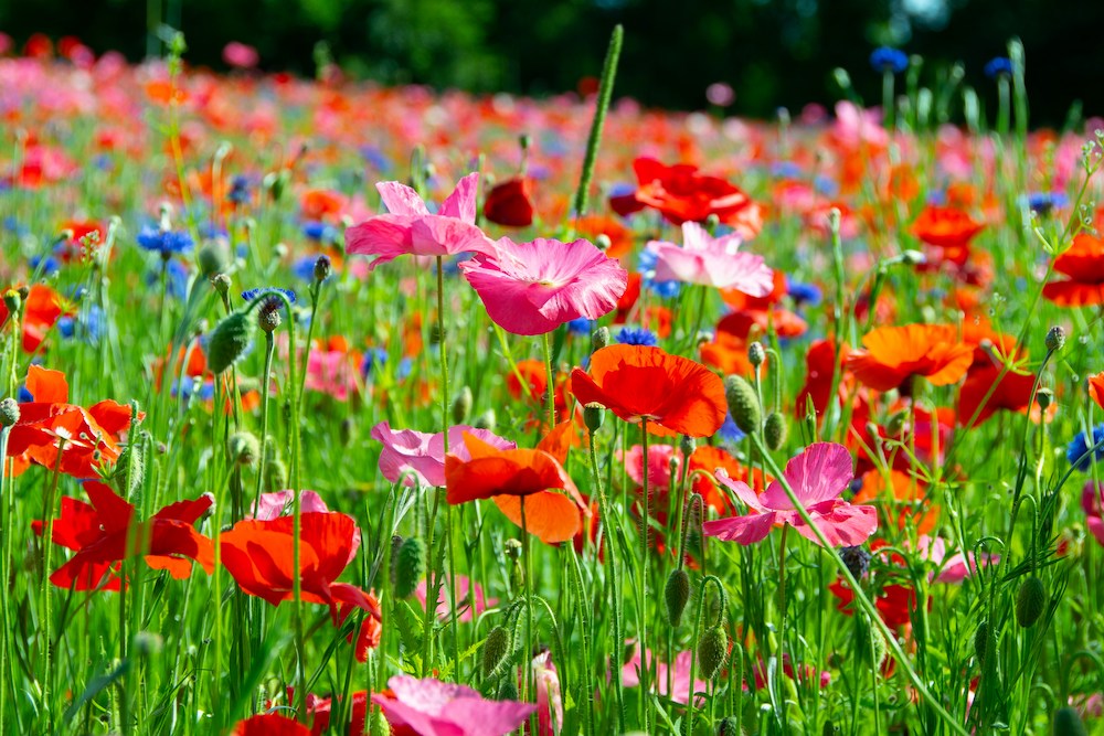 Common Wildflowers of the UK | The Patch MK